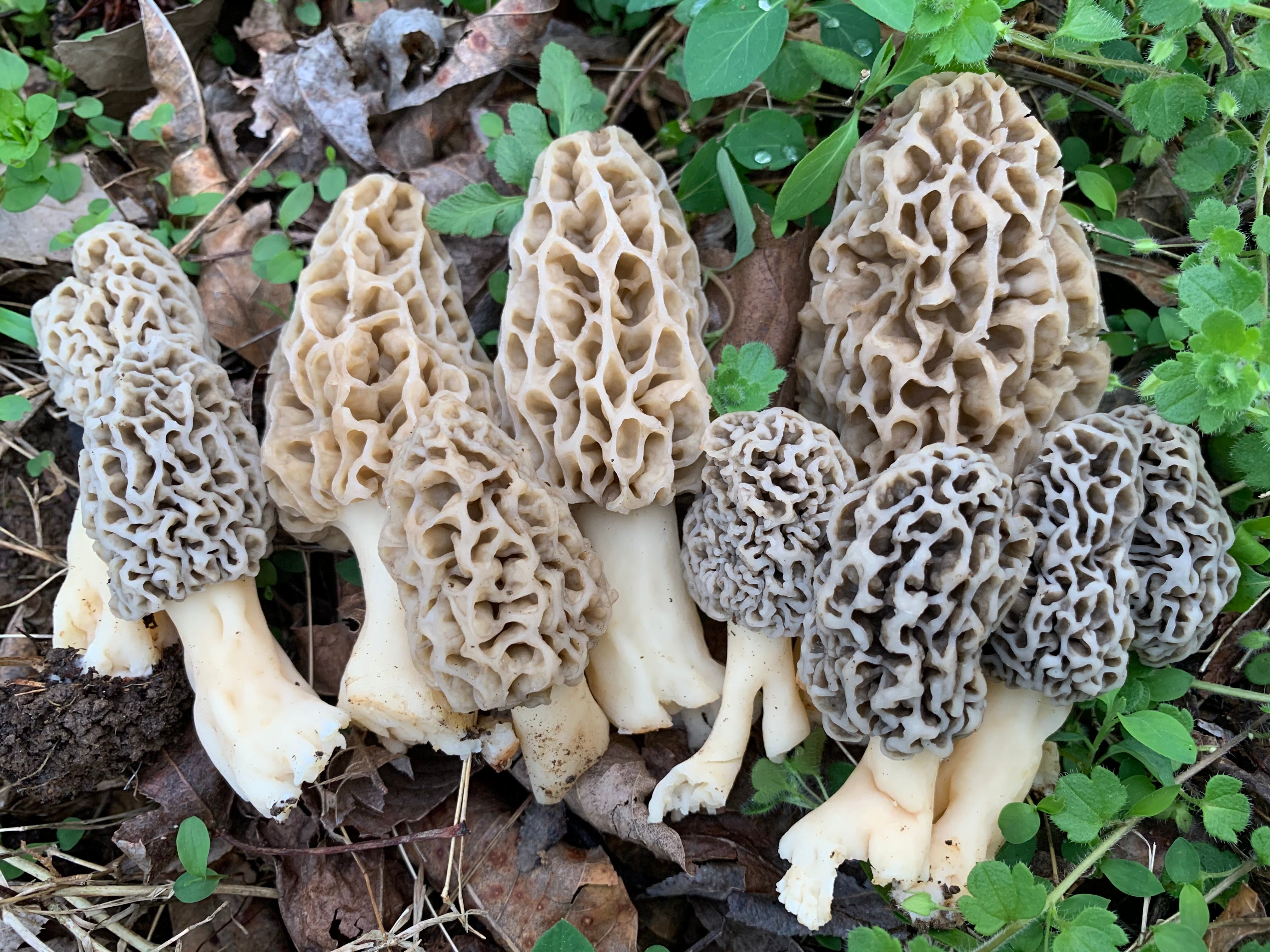NH Wild Mushroom Certification (Experienced Foragers) | Tier 1 ...