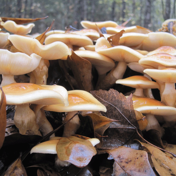 Nameko - (Pholiota nameko) Sawdust Spawn - 5lb – Mushroom Mountain