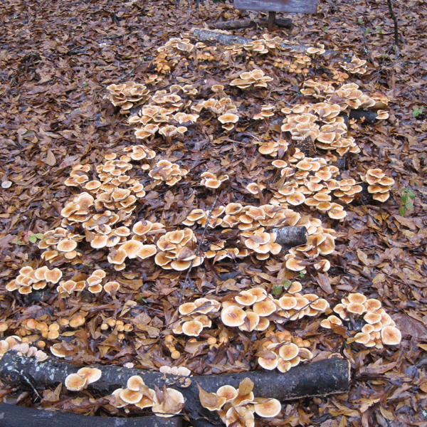 Nameko - (Pholiota nameko) Sawdust Spawn - 5lb – Mushroom Mountain